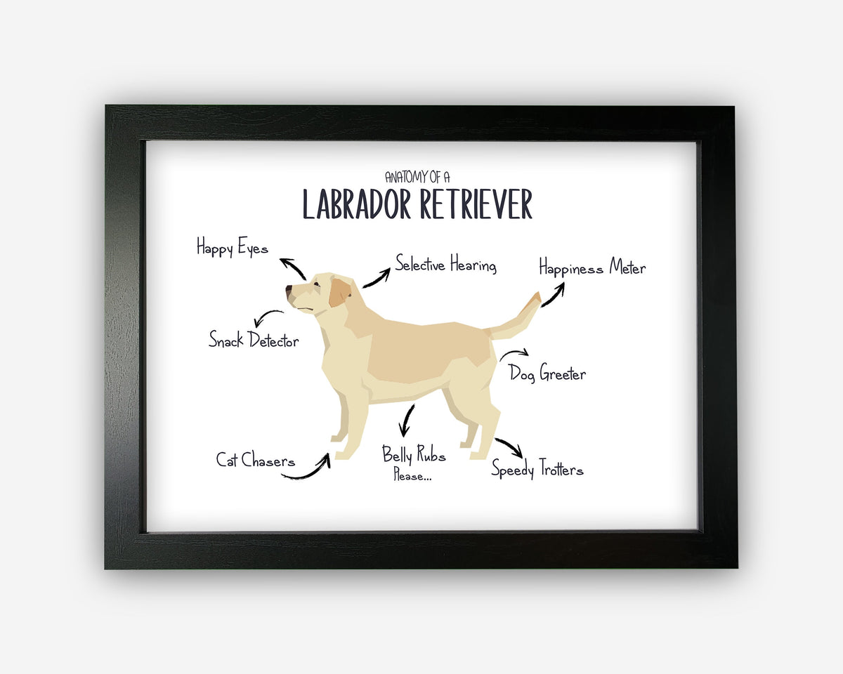 Labrador Retriever Anatomy